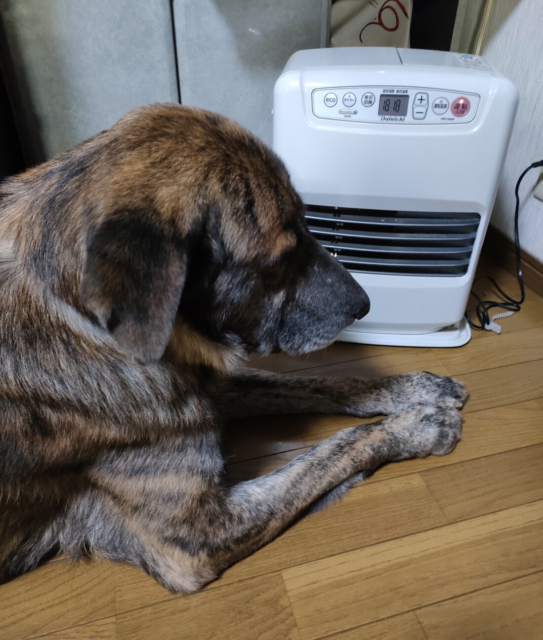 「37kg 大きいジェントルワン」千葉県 - 犬の里親募集(509460) 6枚目の画像 :: ペットのおうち【里親決定25万頭！】