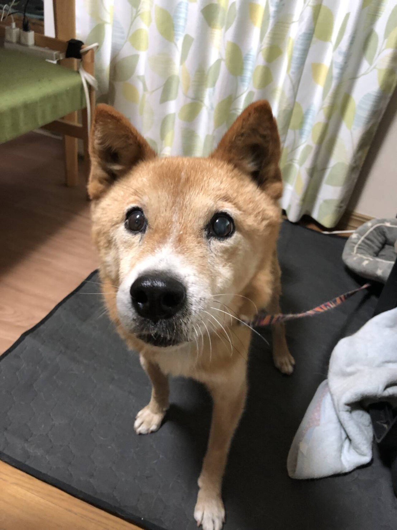 「シニアの魅力溢れるカールくん☆」群馬県 - 犬の里親募集(509627) :: ペットのおうち【里親決定29万頭！】