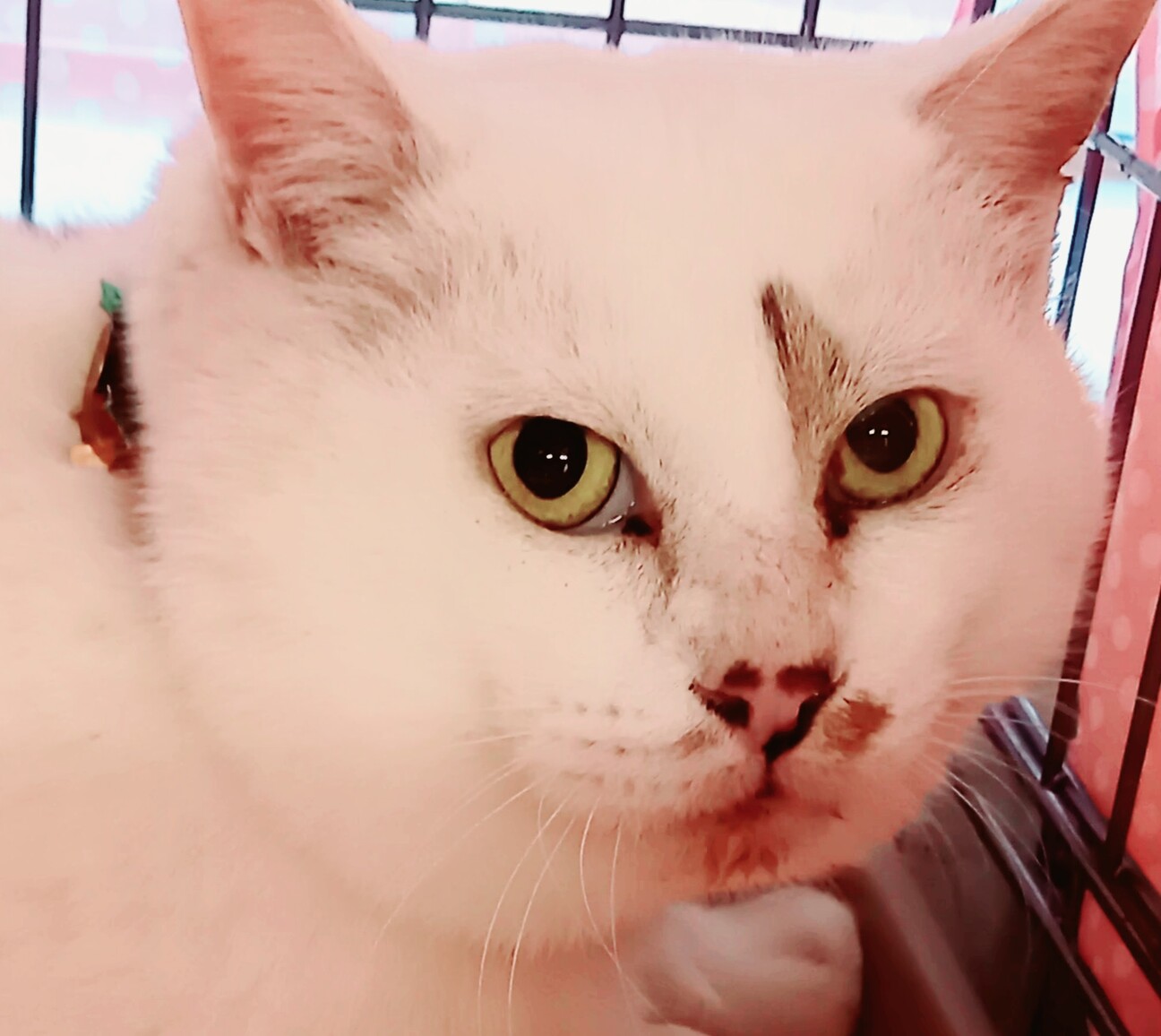 「BIGフェイスが魅力♥ア...」東京都 - 猫の里親募集(507624) 5枚目の画像 :: ペットのおうち【里親決定25万頭！】