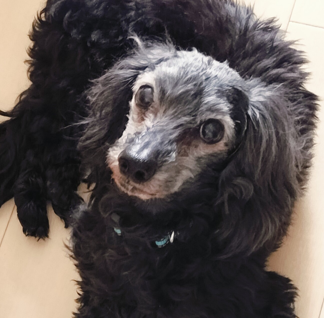 「歩く姿と性格花まるなライズ」群馬県 - 犬の里親募集(451593) :: ペットのおうち【里親決定29万頭！】