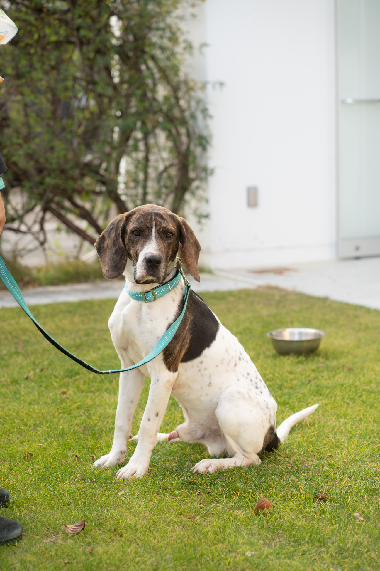 「人馴れしているビーグル風の雑種」徳島県 - 犬の里親募集(510273) :: ペットのおうち【里親決定28万頭！】
