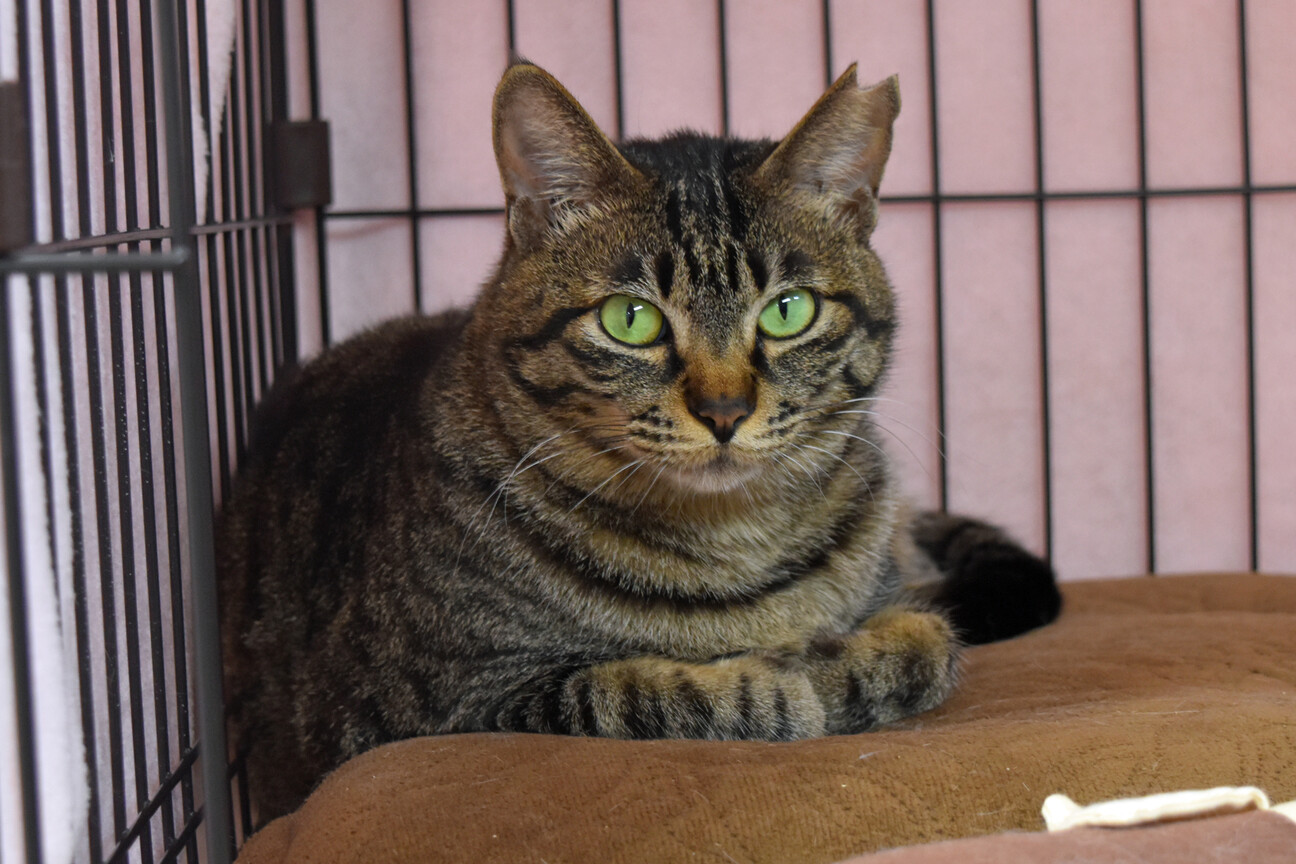 「大人しいキジトラ女の子」岡山県 - 猫の里親募集(500074) :: ペットのおうち【里親決定28万頭！】