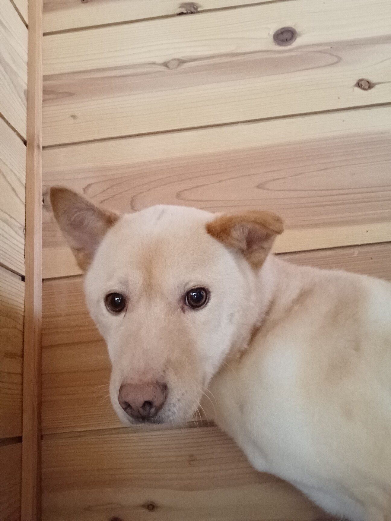 「里親募集」岡山県 - 犬の里親募集(510565) :: ペットのおうち【里親決定28万頭！】