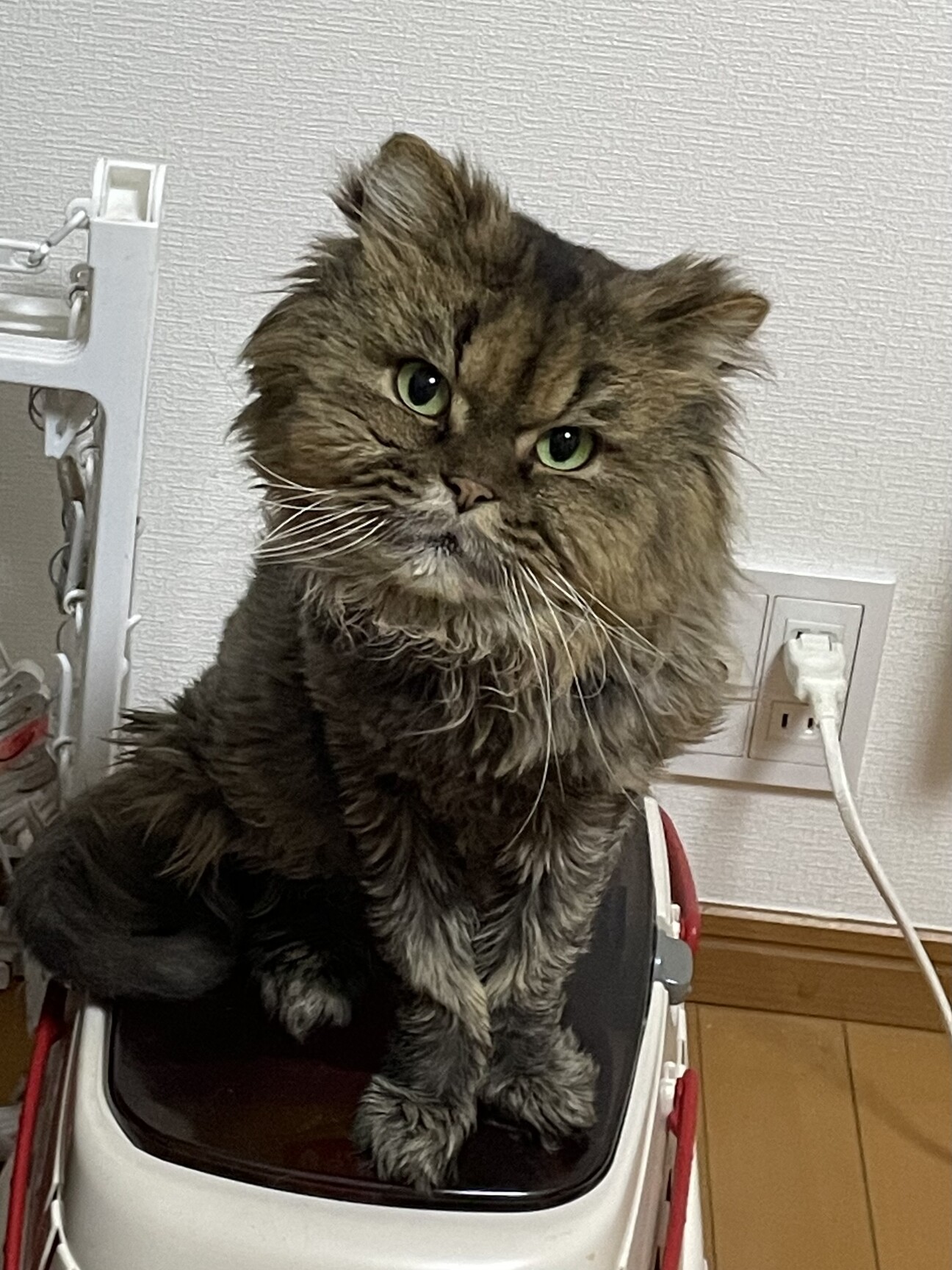 「穏やかな男の子」神奈川県 - 猫の里親募集(509884) 6枚目の画像 :: ペットのおうち【里親決定25万頭！】