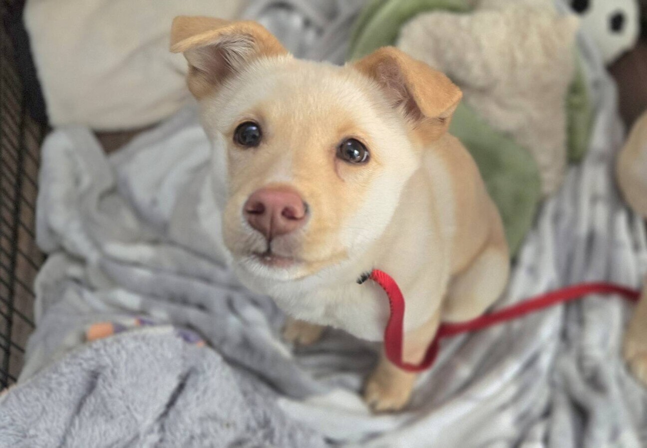 「短足ラブ風な女の子」兵庫県 - 犬の里親募集(510763) 2枚目の画像 :: ペットのおうち【里親決定25万頭！】