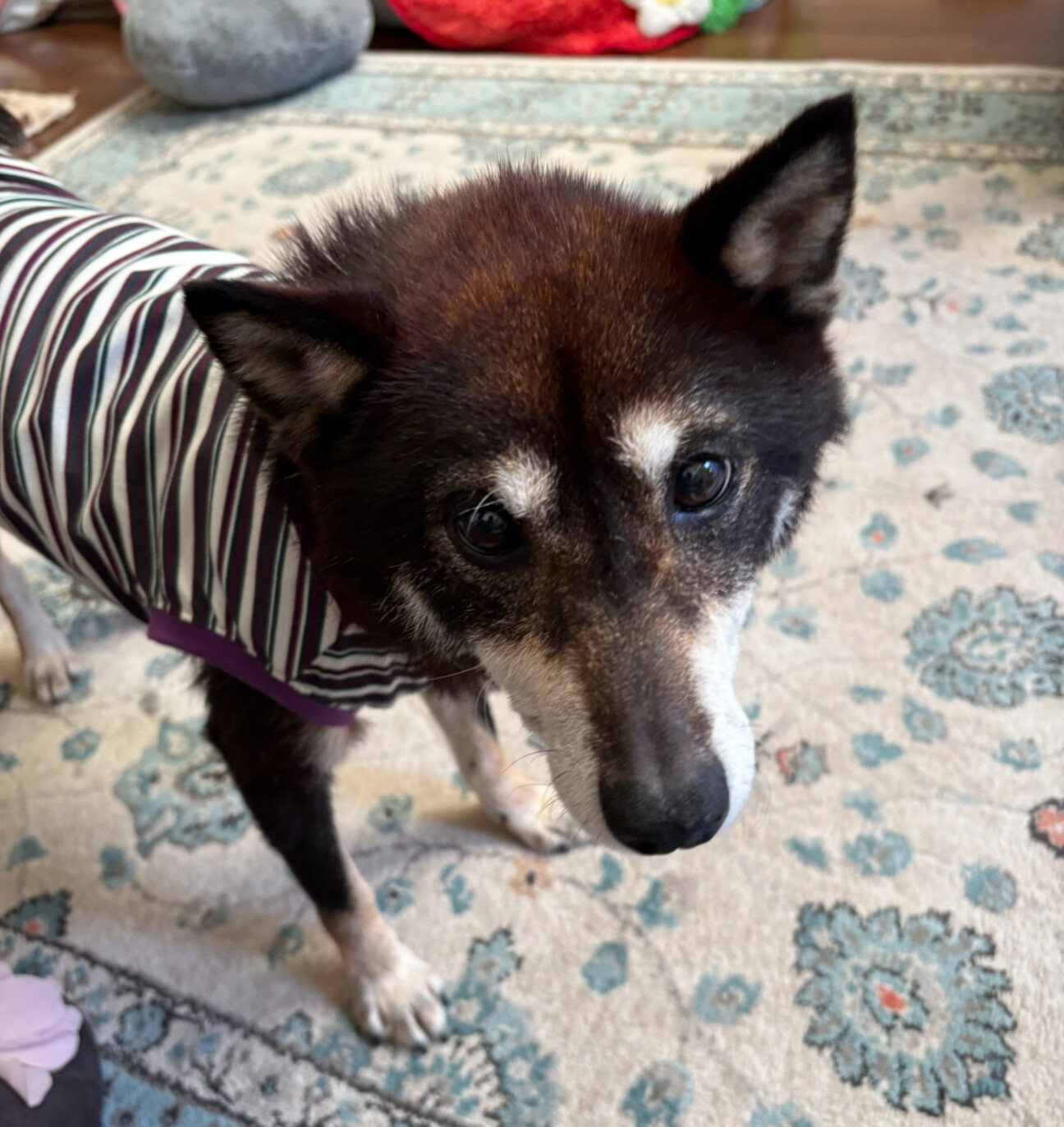 「人懐っこい小さめの黒柴もみじ君」東京都 - 犬の里親募集(510786) 5枚目の画像 :: ペットのおうち【里親決定25万頭！】