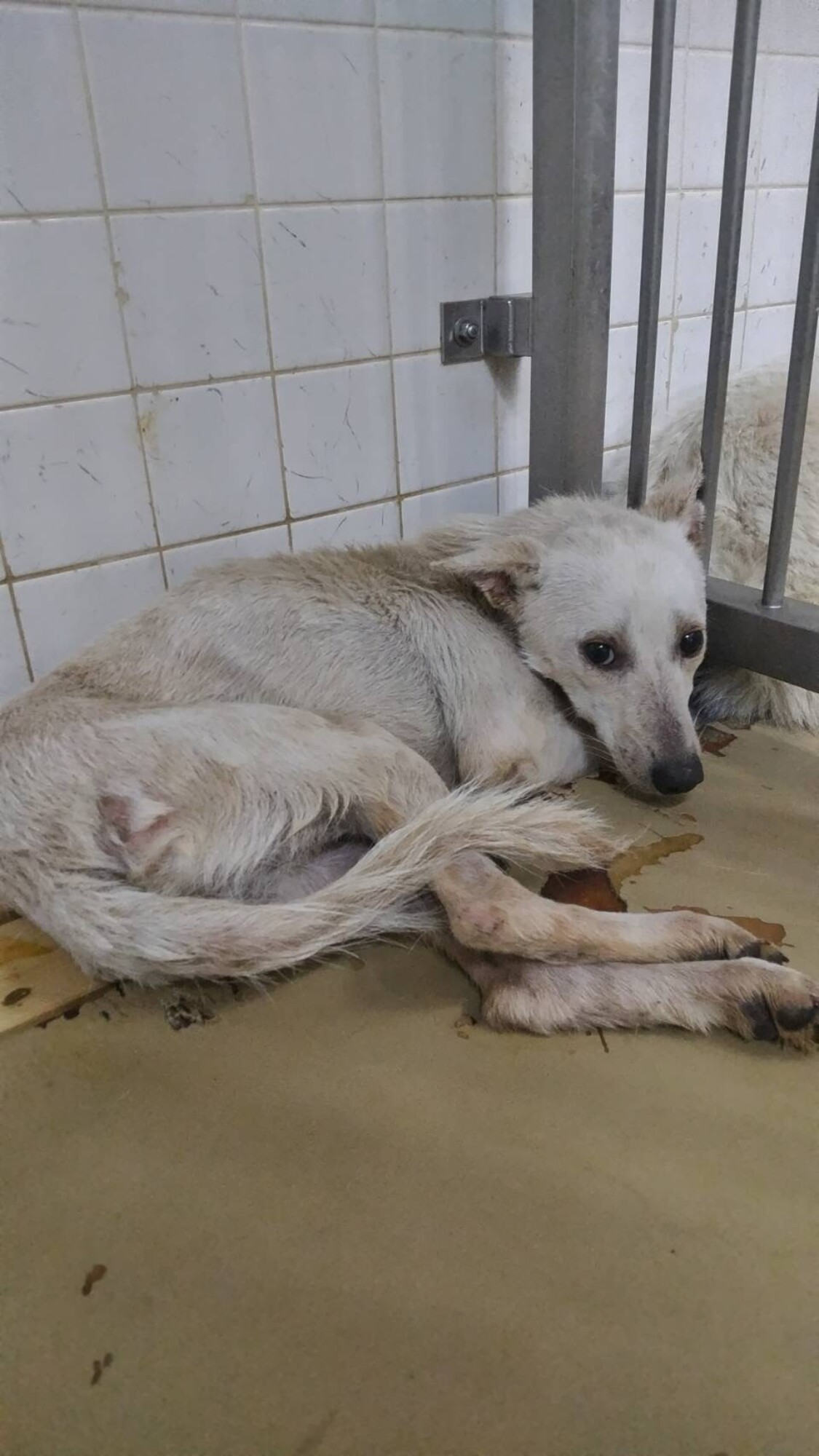 「殺処分対象 ️収容期限2...」山口県 - 犬の里親募集(510852) :: ペットのおうち【里親決定29万頭！】