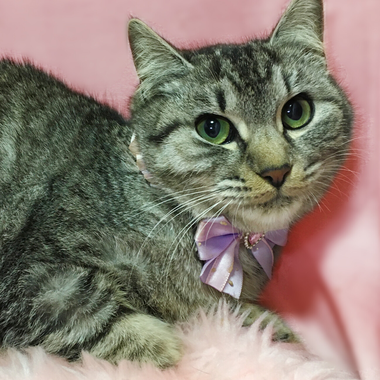 「山の子猫たち！甘えん坊『...」東京都 - 猫の里親募集(510883) :: ペットのおうち【里親決定29万頭！】