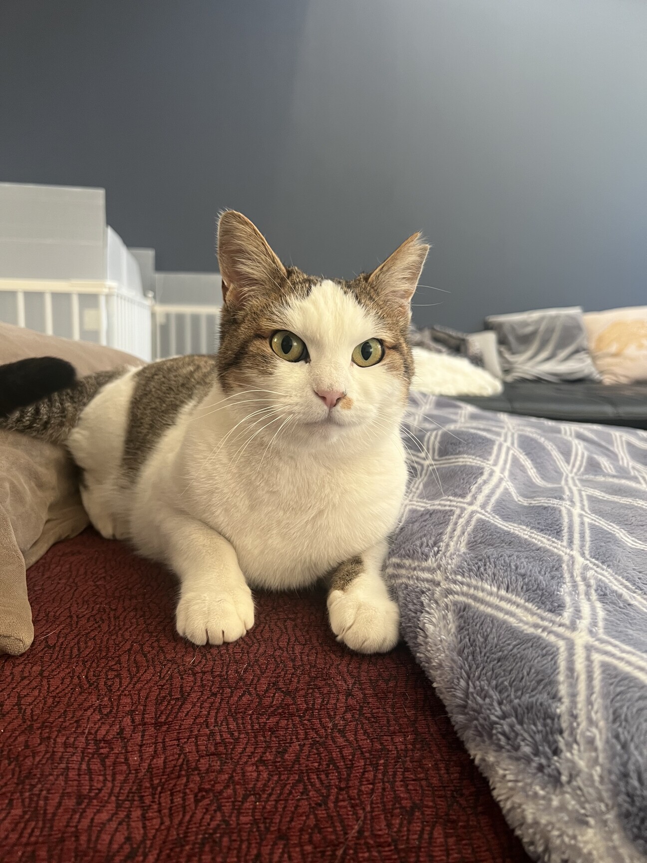 「むっちりモチモチ美人 ︎...」茨城県 - 猫の里親募集(510886) :: ペットのおうち【里親決定28万頭！】