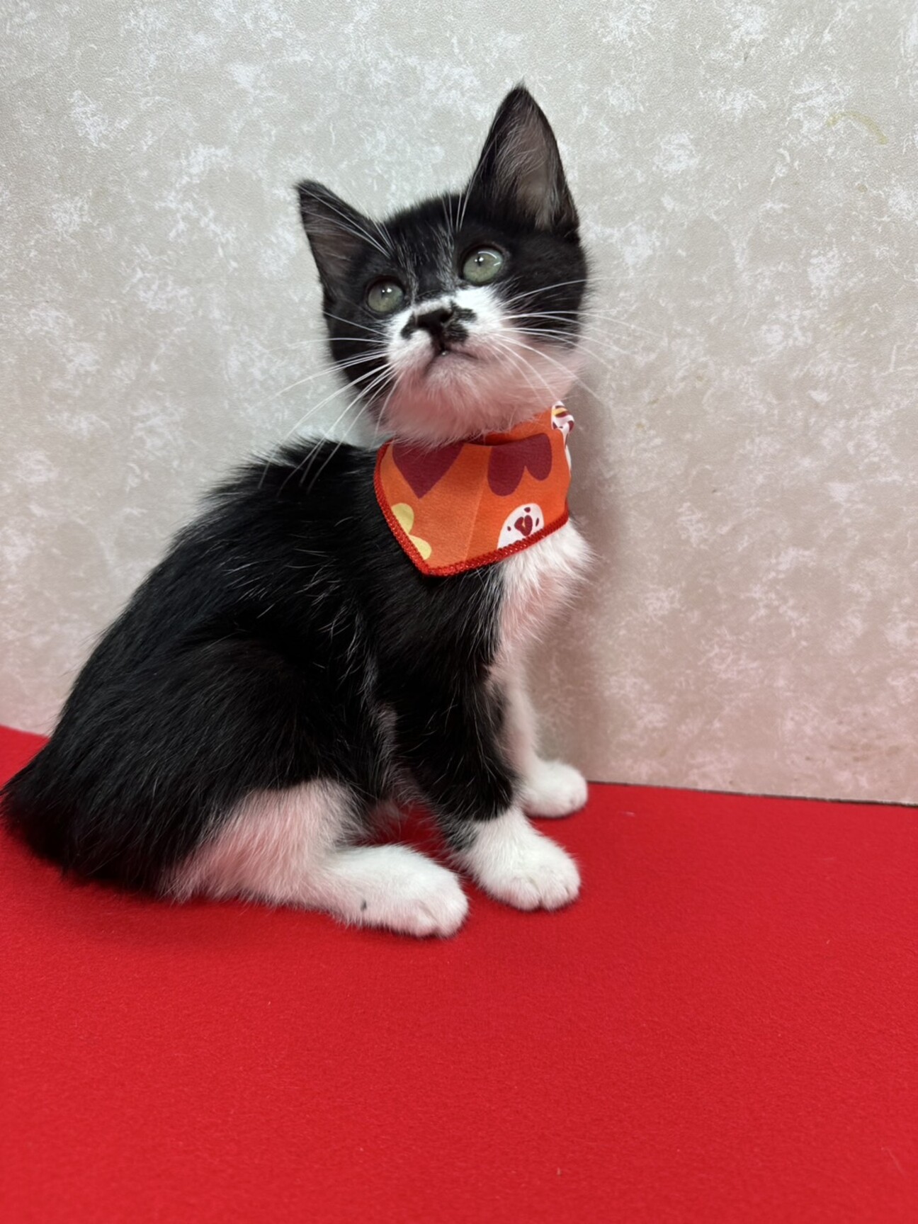 「ミルクで飼育5兄妹！ほの...」東京都 - 猫の里親募集(510928) :: ペットのおうち【里親決定29万頭！】