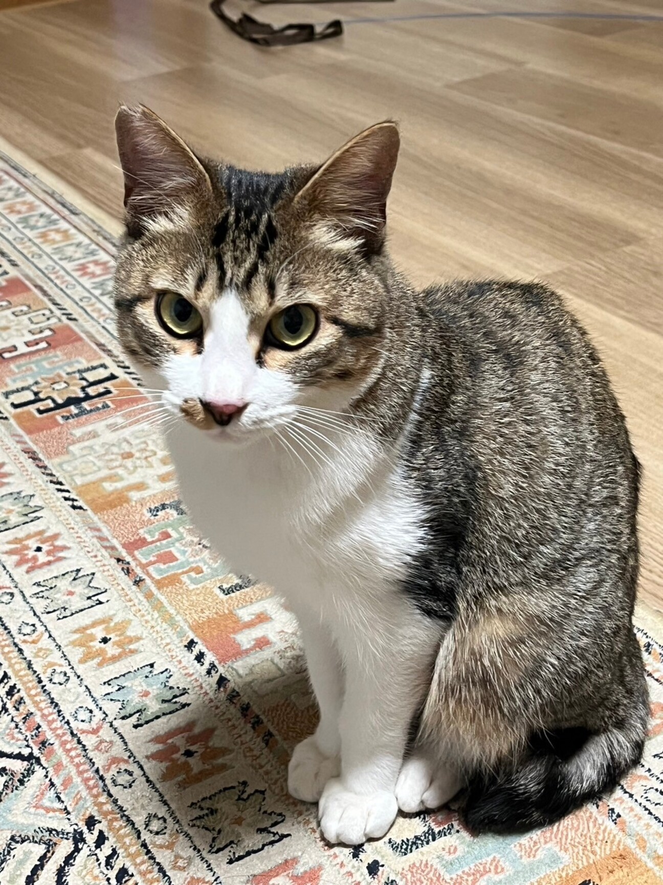 「キジ白クレオパトラライン...」千葉県 - 猫の里親募集(510936) :: ペットのおうち【里親決定28万頭！】