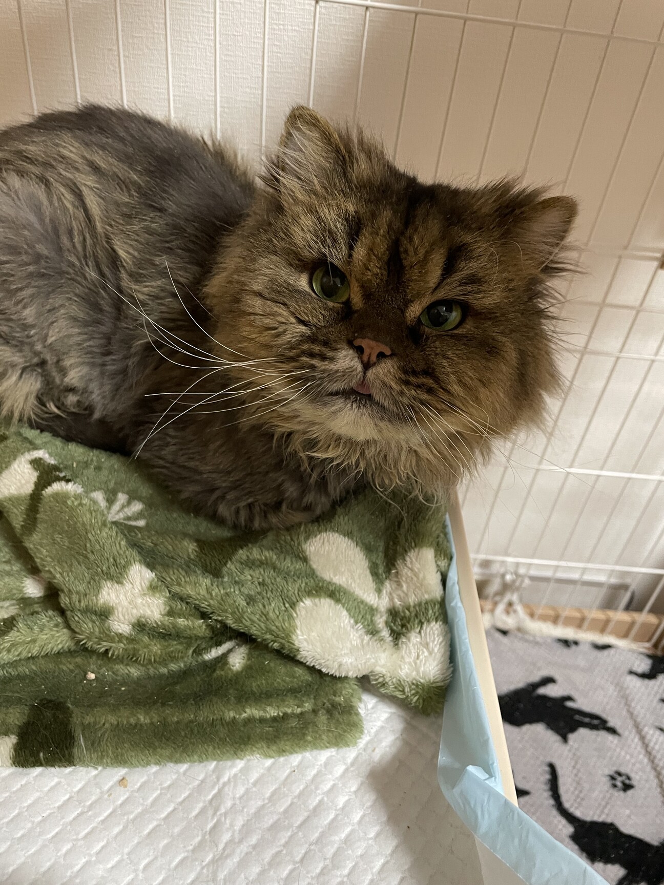 「穏やかな男の子(保留中)」神奈川県 - 猫の里親募集(509884) :: ペットのおうち【里親決定28万頭！】