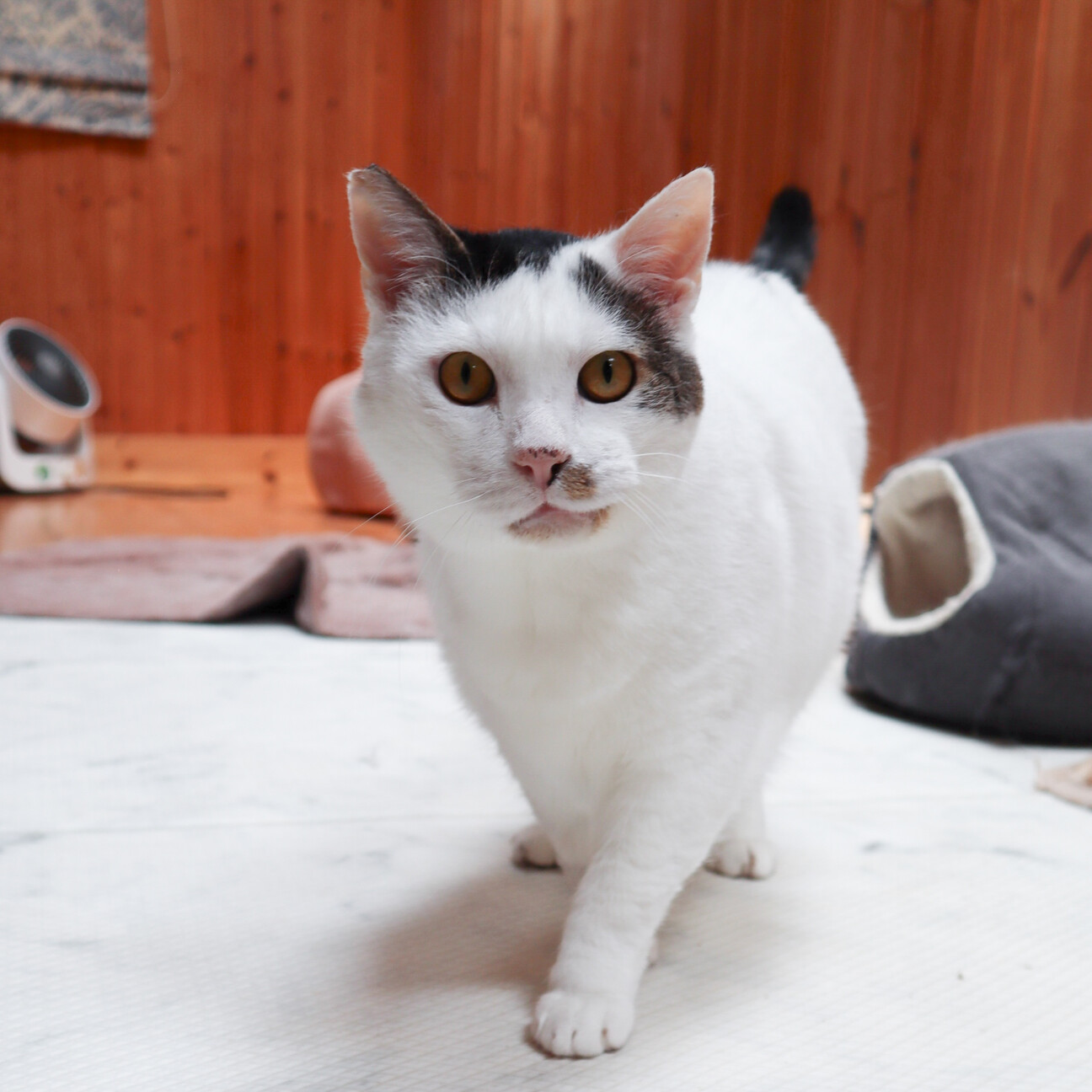 「人が大好きで甘えん坊＊キ...」宮城県 - 猫の里親募集(511172) :: ペットのおうち【里親決定28万頭！】