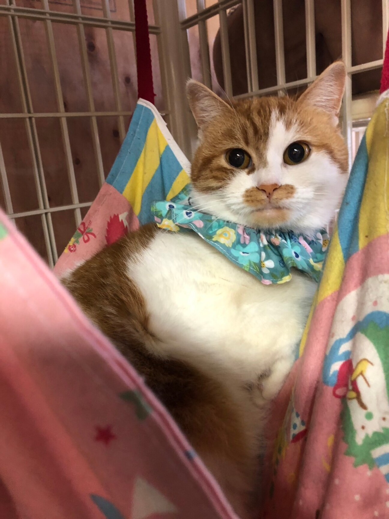 「可愛いスコティッシュ女の...」大阪府 - 猫の里親募集(511303) :: ペットのおうち【里親決定30万頭！】