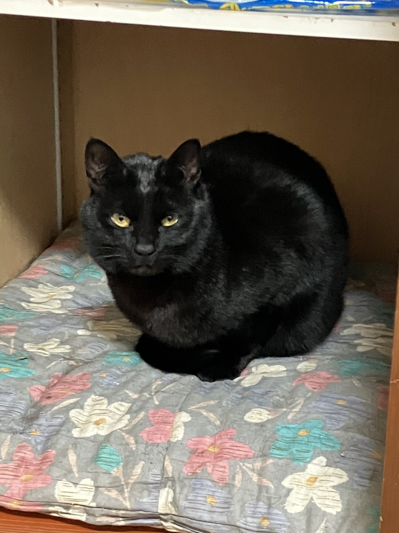 「この子の命を救ってください！」三重県 - 猫の里親募集(511331) :: ペットのおうち【里親決定28万頭！】