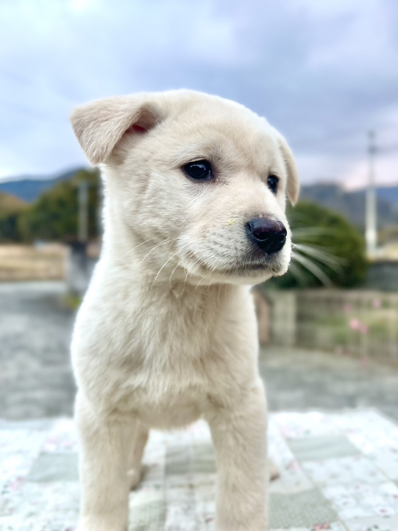 保健所レスキュー】人懐...」香川県 - 犬の里親募集(511361) :: ペットのおうち【里親決定28万頭！】