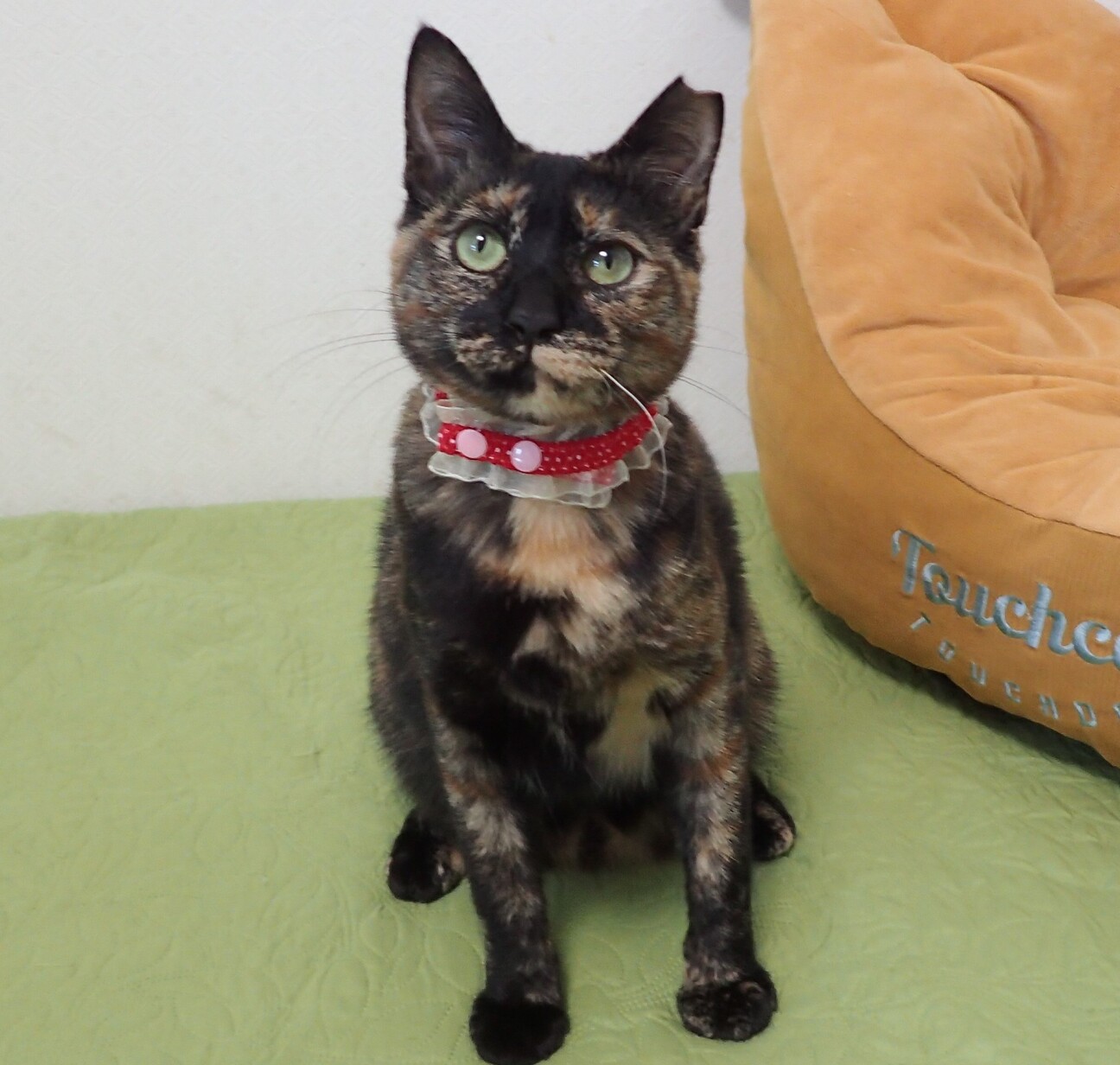 5/11東銀座】まるこ...」東京都 - 猫の里親募集(511368) :: ペットのおうち【里親決定29万頭！】