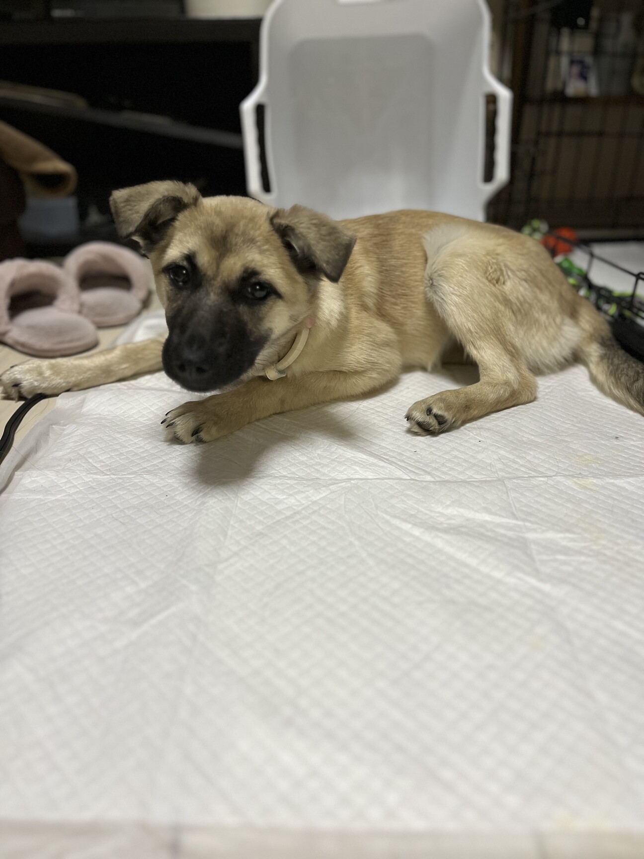 「センターで固まってた推定...」東京都 - 犬の里親募集(511396) 2枚目の画像 :: ペットのおうち【里親決定25万頭！】