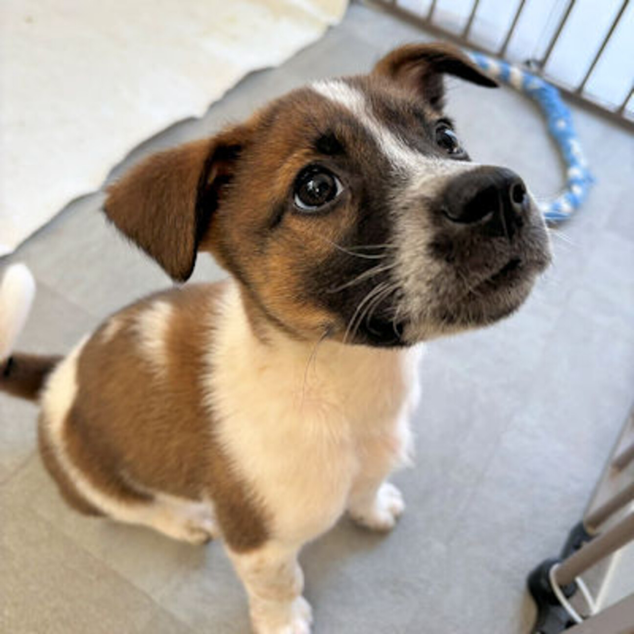 「鼻筋の通ったイケメン、ひ...」茨城県 - 犬の里親募集(511618) :: ペットのおうち【里親決定29万頭！】