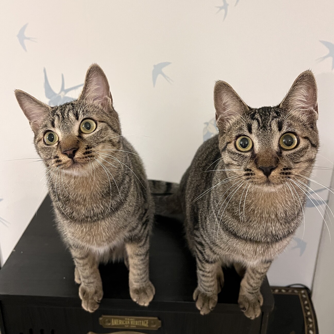 3/16芝浦】初心者 ...」東京都 - 猫の里親募集(511870) 2枚目の画像 :: ペットのおうち【里親決定25万頭！】