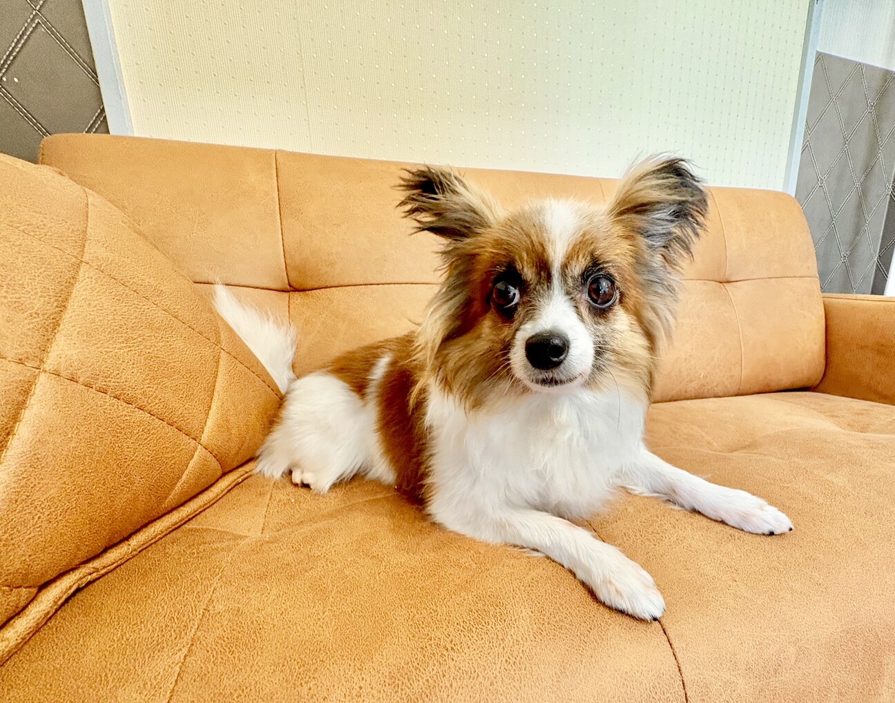 「推定2018年8月生 パ...」埼玉県 - 犬の里親募集(512017) :: ペットのおうち【里親決定28万頭！】