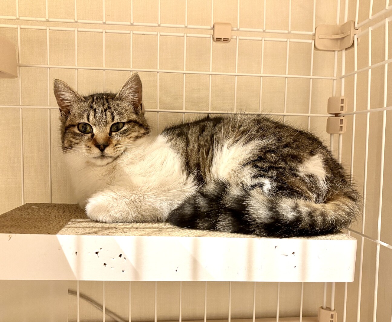 「モンブラン兄妹、ビビリな...」東京都 - 猫の里親募集(512127) 2枚目の画像 :: ペットのおうち【里親決定25万頭！】