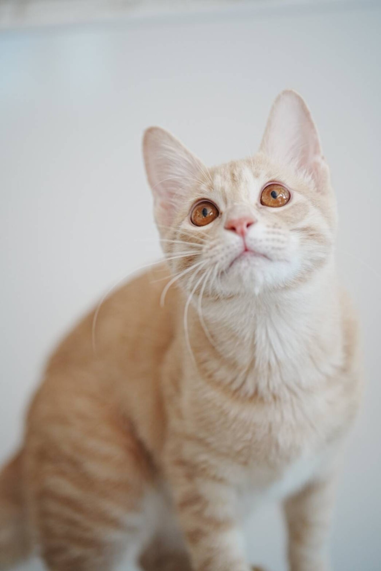 「アース♡ふんわりミルクテ...」埼玉県 - 猫の里親募集(512096) 7枚目の画像 :: ペットのおうち【里親決定25万頭！】