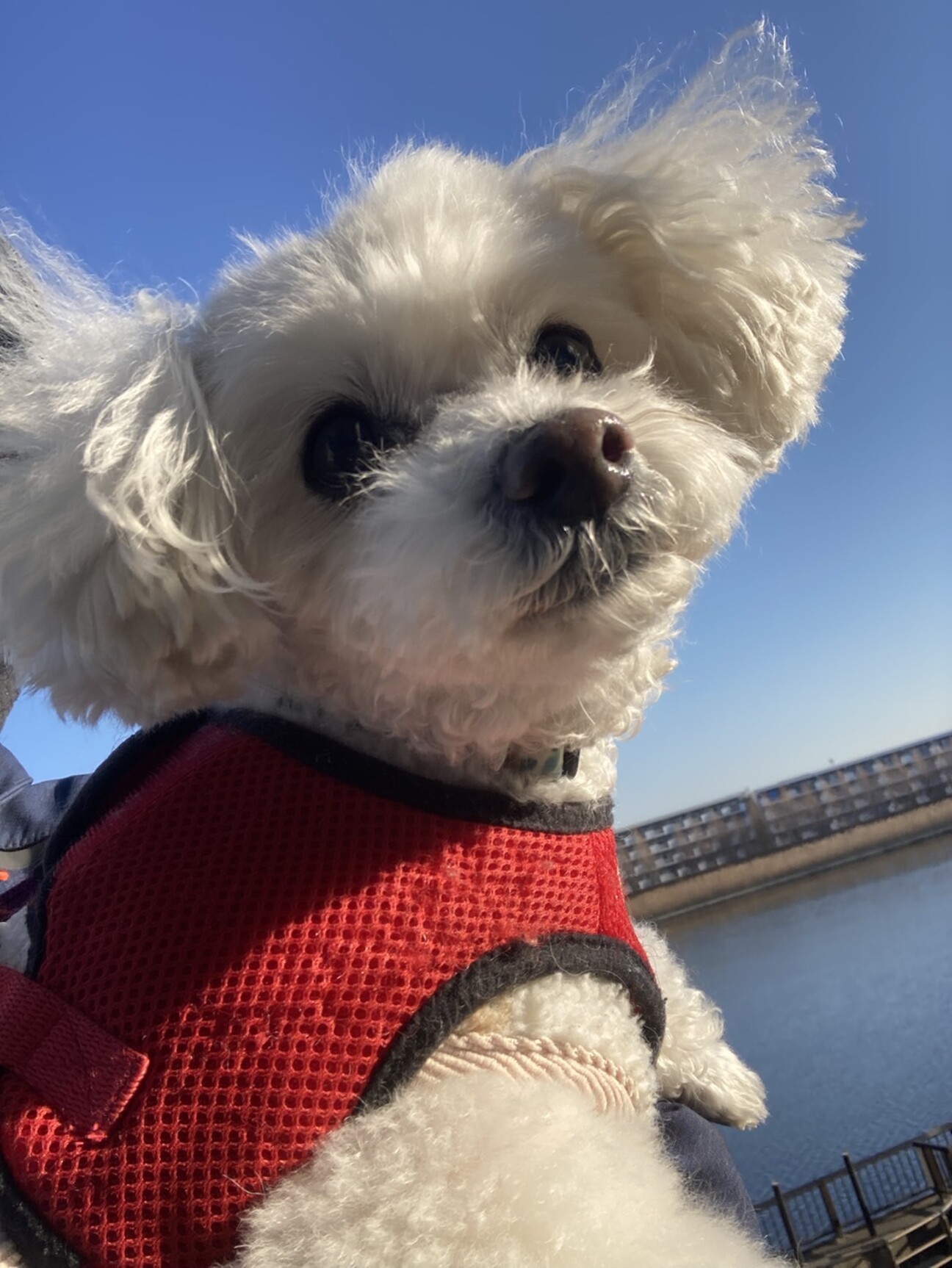 「お散歩大好き！自立女子フ...」東京都 - 犬の里親募集(488133) :: ペットのおうち【里親決定28万頭！】