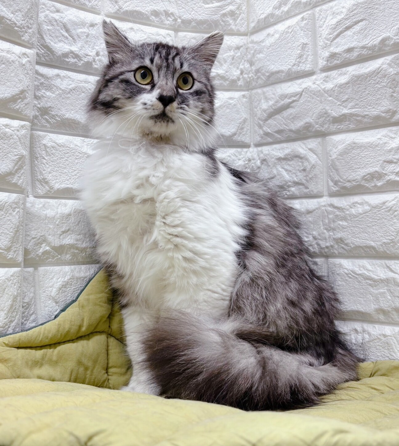 「モフモフ尻尾だよ♡ももた...」東京都 - 猫の里親募集(512230) :: ペットのおうち【里親決定29万頭！】