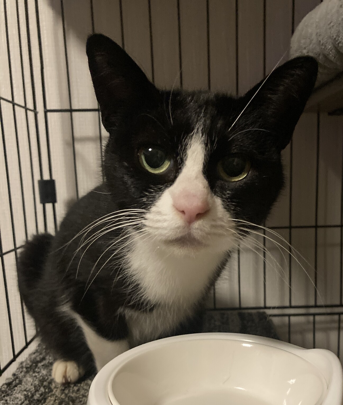 「避妊手術済み雌猫、推定1...」福岡県 - 猫の里親募集(512240) :: ペットのおうち【里親決定28万頭！】