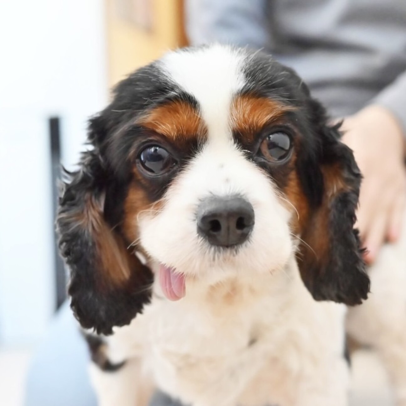 「ポッとした表情が可愛らし...」愛知県 - 犬の里親募集(512255) :: ペットのおうち【里親決定28万頭！】