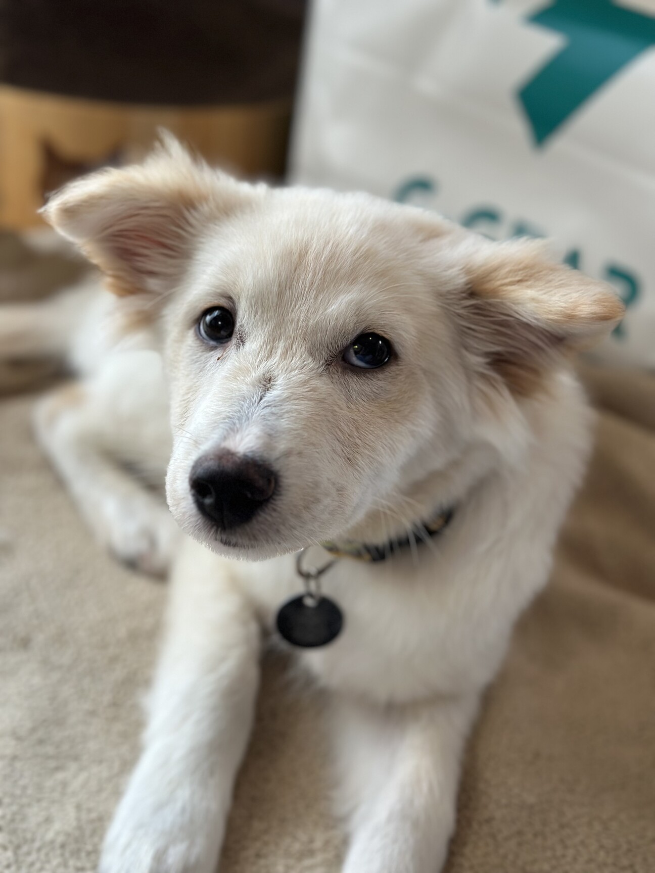 「ふわっな『梵天』くん」千葉県 - 犬の里親募集(512286) 2枚目の画像 :: ペットのおうち【里親決定25万頭！】
