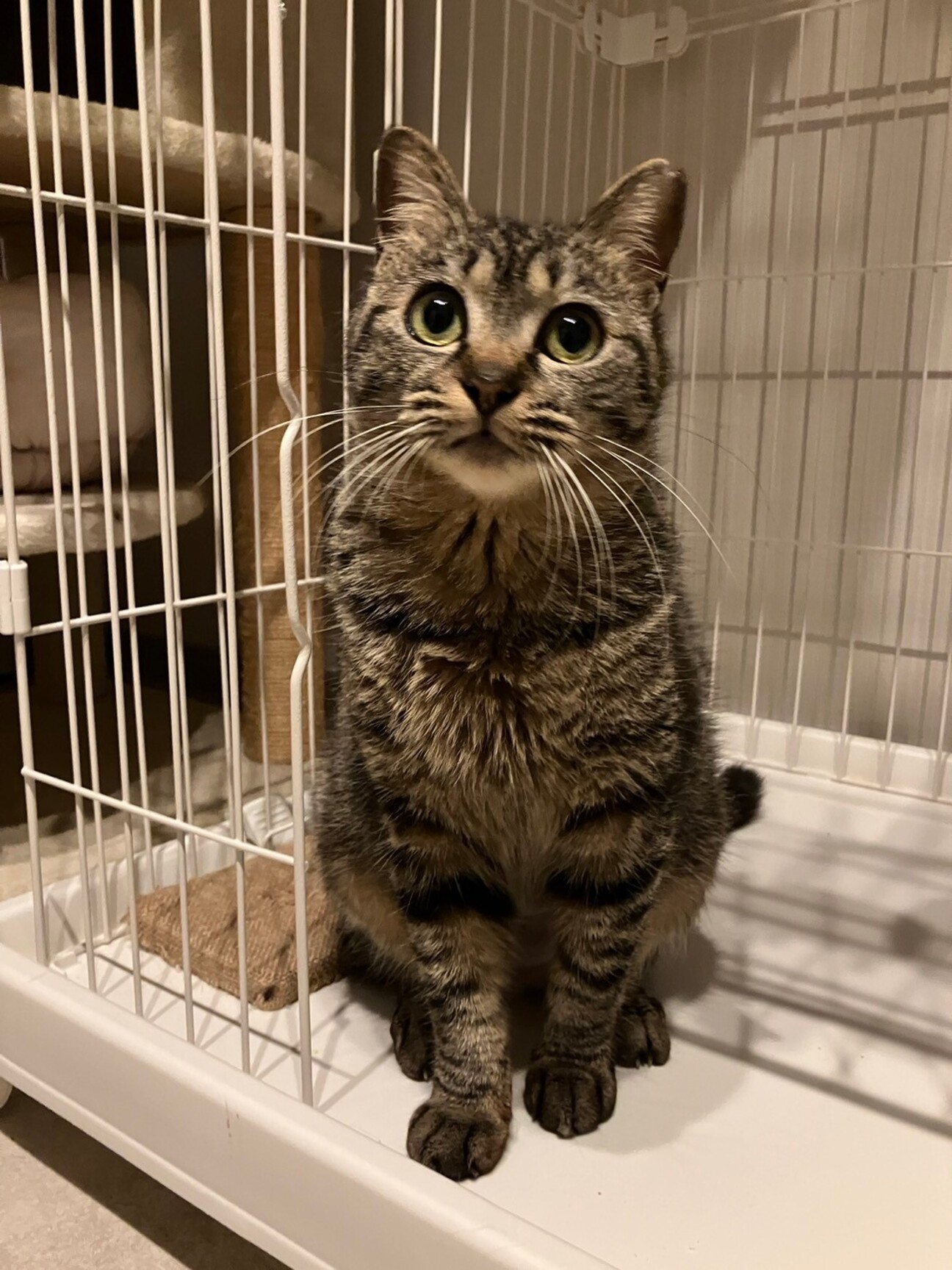 「保護直後からゴロスリ！4...」千葉県 - 猫の里親募集(512373) :: ペットのおうち【里親決定29万頭！】