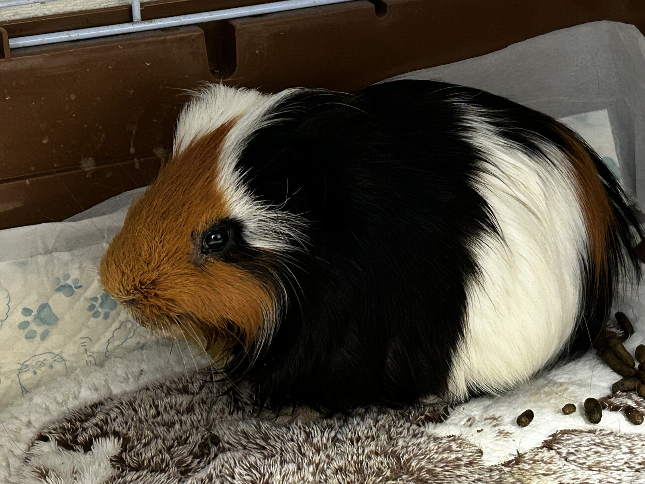 「モルモット 2020年6...」神奈川県 - 小動物の里親募集(512433) :: ペットのおうち【里親決定28万頭！】