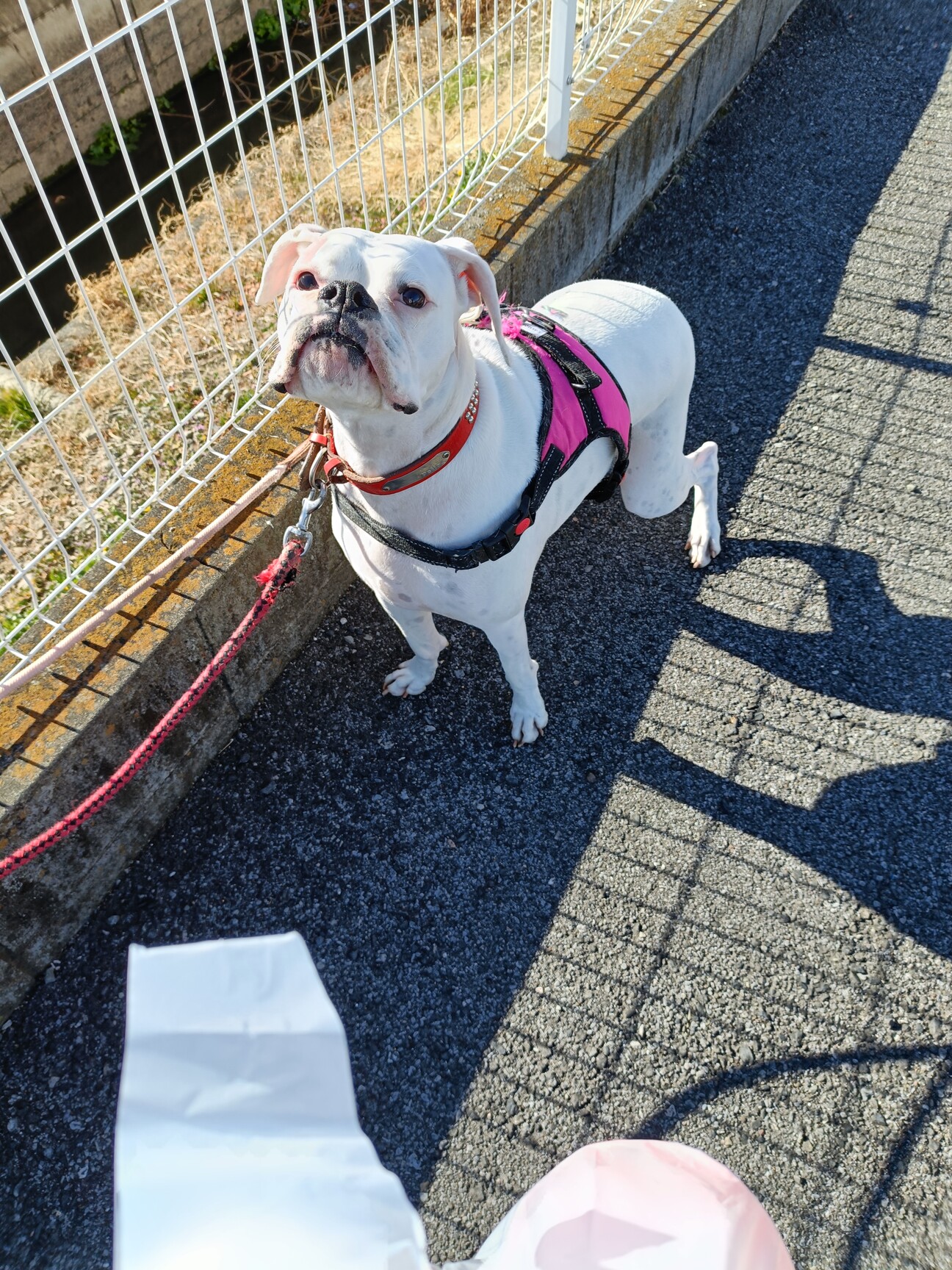 「代理投稿 再募集 ホワイ...」埼玉県 - 犬の里親募集(512650) :: ペットのおうち【里親決定28万頭！】