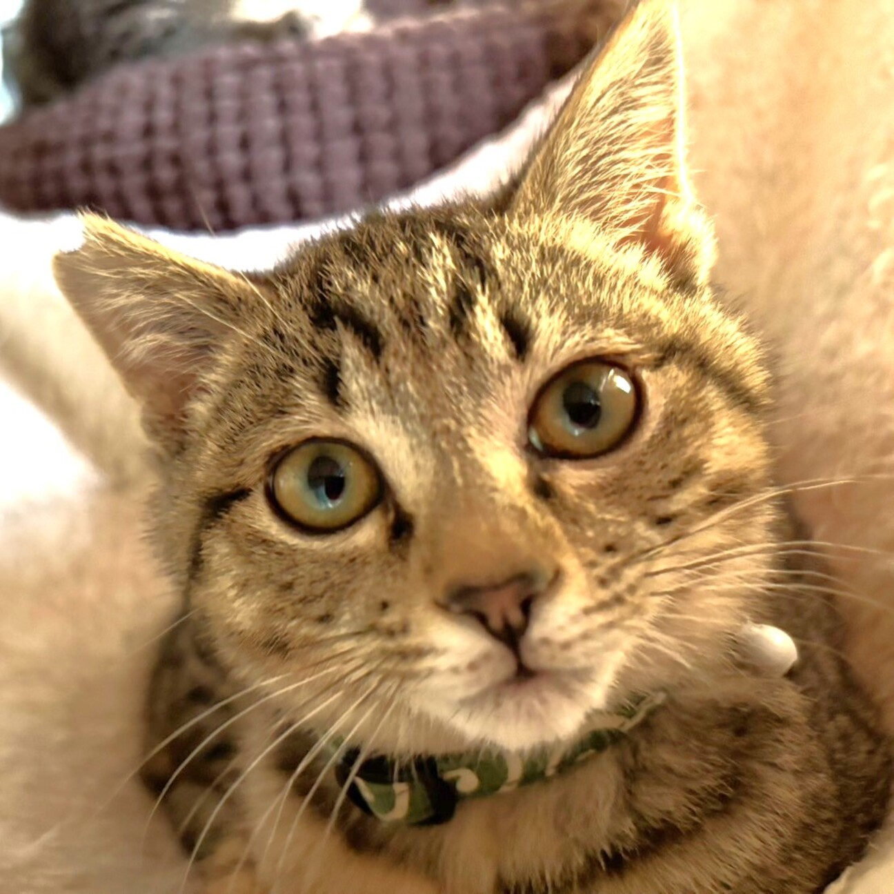 「★里親様決定！★妹思いの...」大阪府 - 猫の里親募集(512658) :: ペットのおうち【里親決定29万頭！】