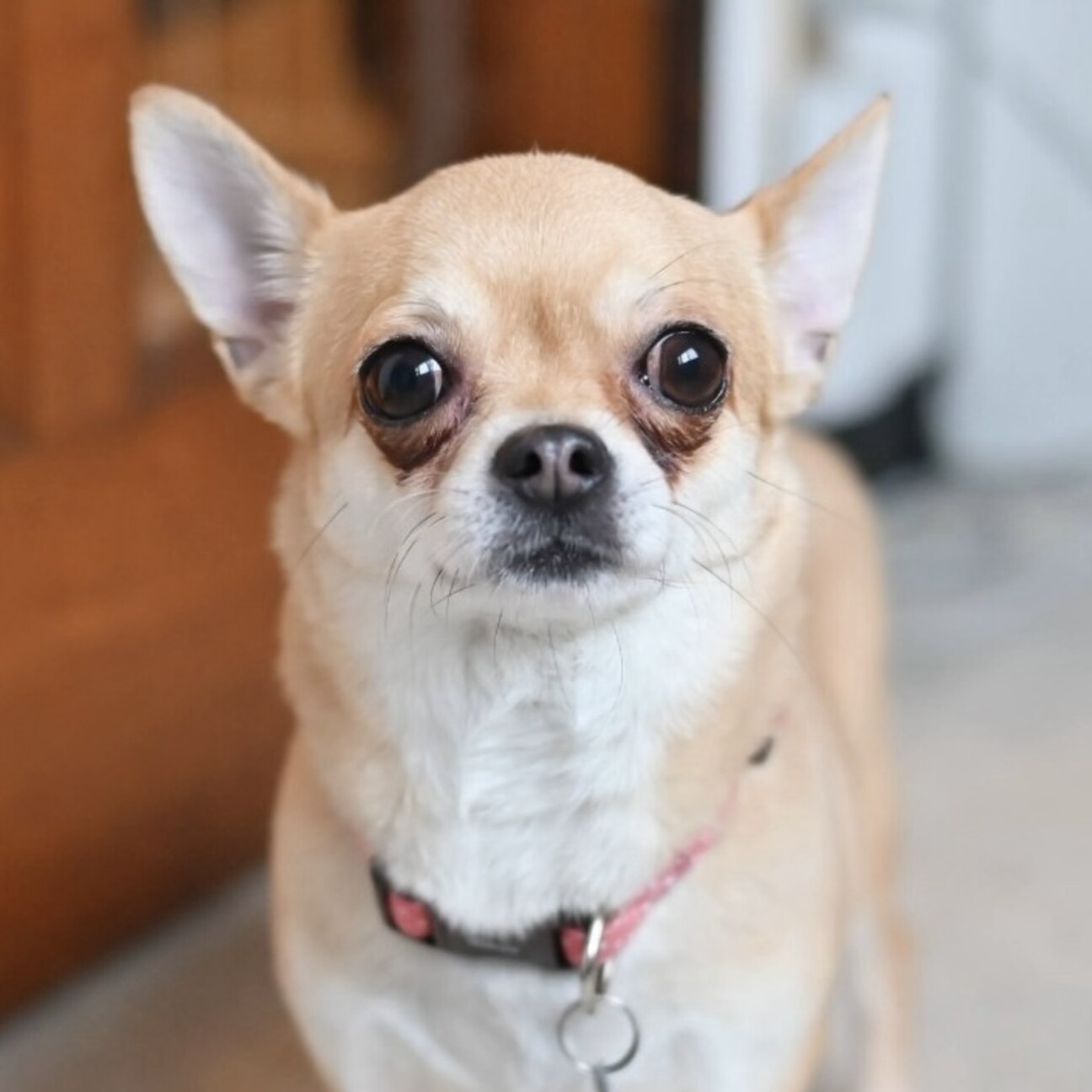 「尻尾フリフリ♪控えめ甘え...」愛知県 - 犬の里親募集(512666) 7枚目の画像 :: ペットのおうち【里親決定25万頭！】