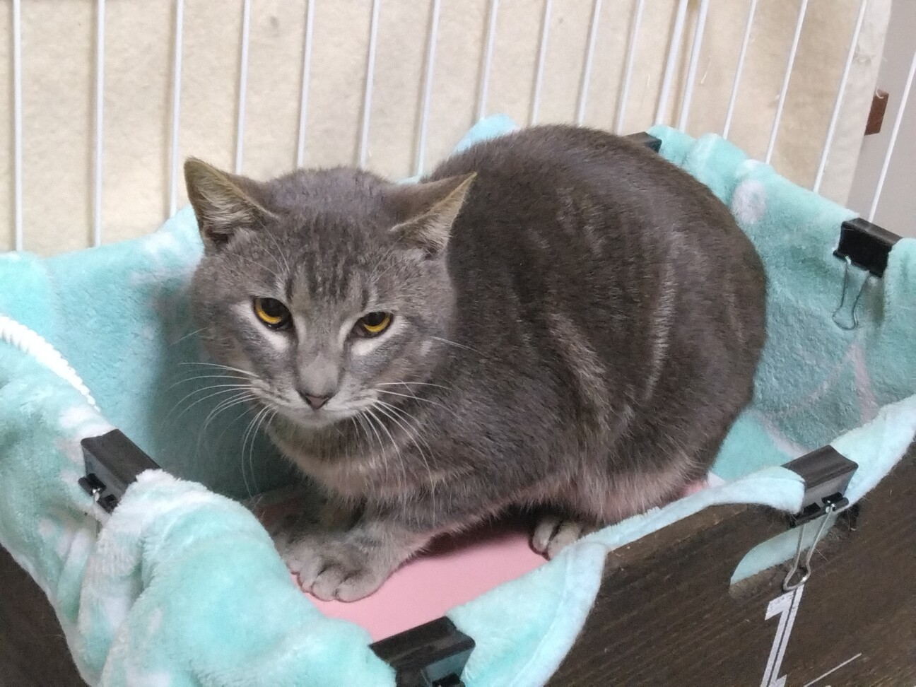 「サバトラ猫のタタン君」新潟県 - 猫の里親募集(512742) :: ペットのおうち【里親決定28万頭！】