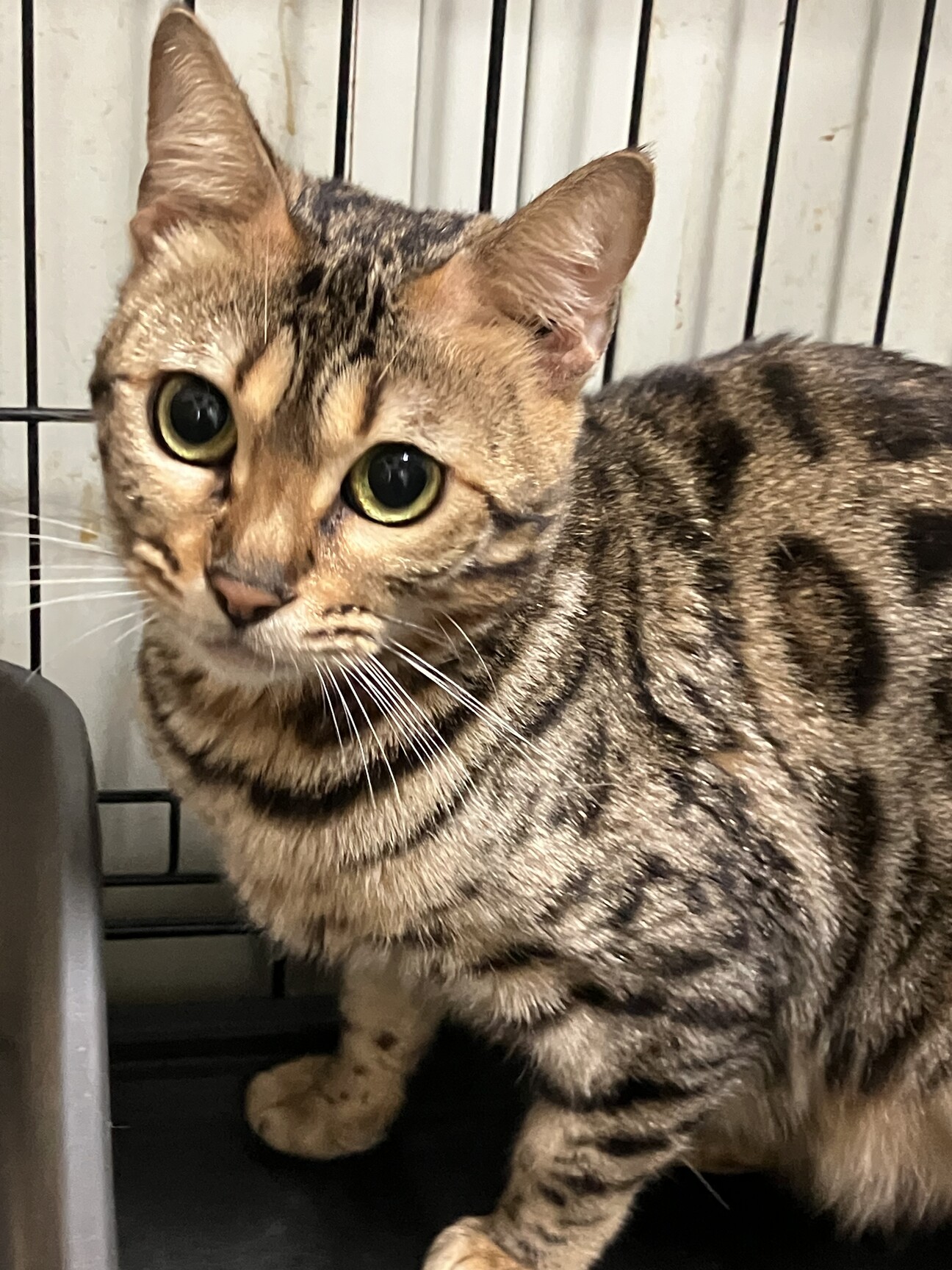 「ベンガル 3歳 女の子」三重県 - 猫の里親募集(512762) 4枚目の画像 :: ペットのおうち【里親決定25万頭！】