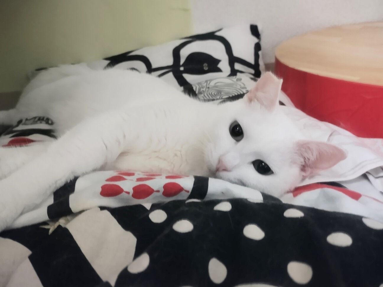 「協調性抜群な女の子」東京都 - 猫の里親募集(512765) :: ペットのおうち【里親決定28万頭！】