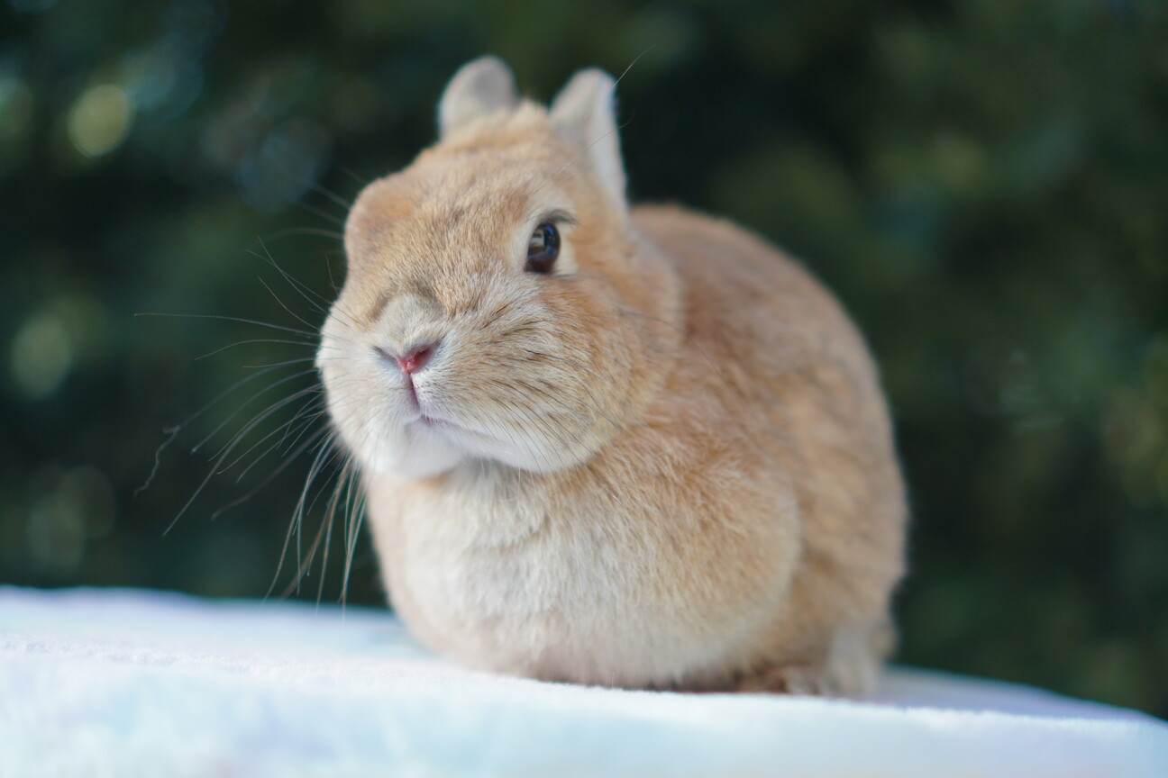 「純血種 ネザーランドドワーフ」千葉県 - 小動物の里親募集(512767) :: ペットのおうち【里親決定28万頭！】