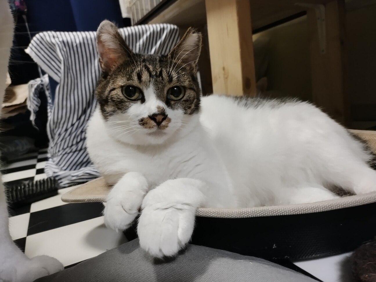 「かまわれ好きなかまってちゃん」東京都 - 猫の里親募集(512770) :: ペットのおうち【里親決定28万頭！】