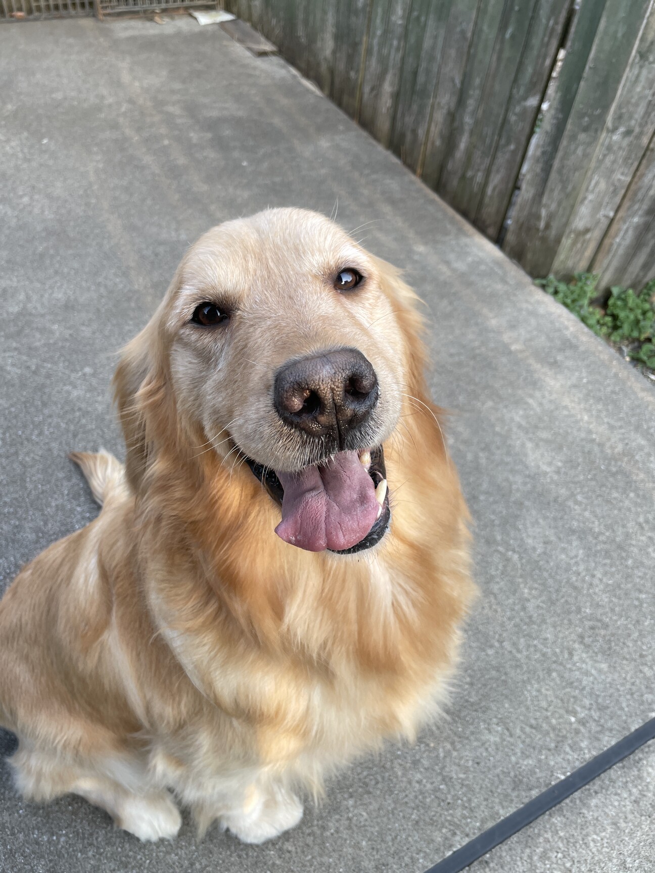 「4才の女の子です」茨城県 - 犬の里親募集(512822) :: ペットのおうち【里親決定28万頭！】