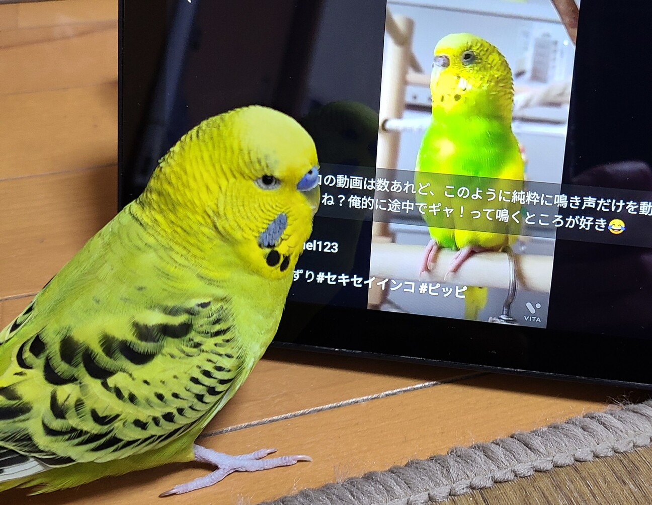 「一旦募集を休止します 」神奈川県 - 鳥の里親募集(512675) 7枚目の画像 :: ペットのおうち【里親決定25万頭！】