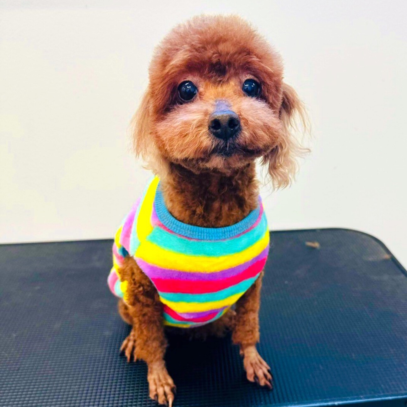 「アレルギーに理解のあるご...」群馬県 - 犬の里親募集(512771) :: ペットのおうち【里親決定28万頭！】