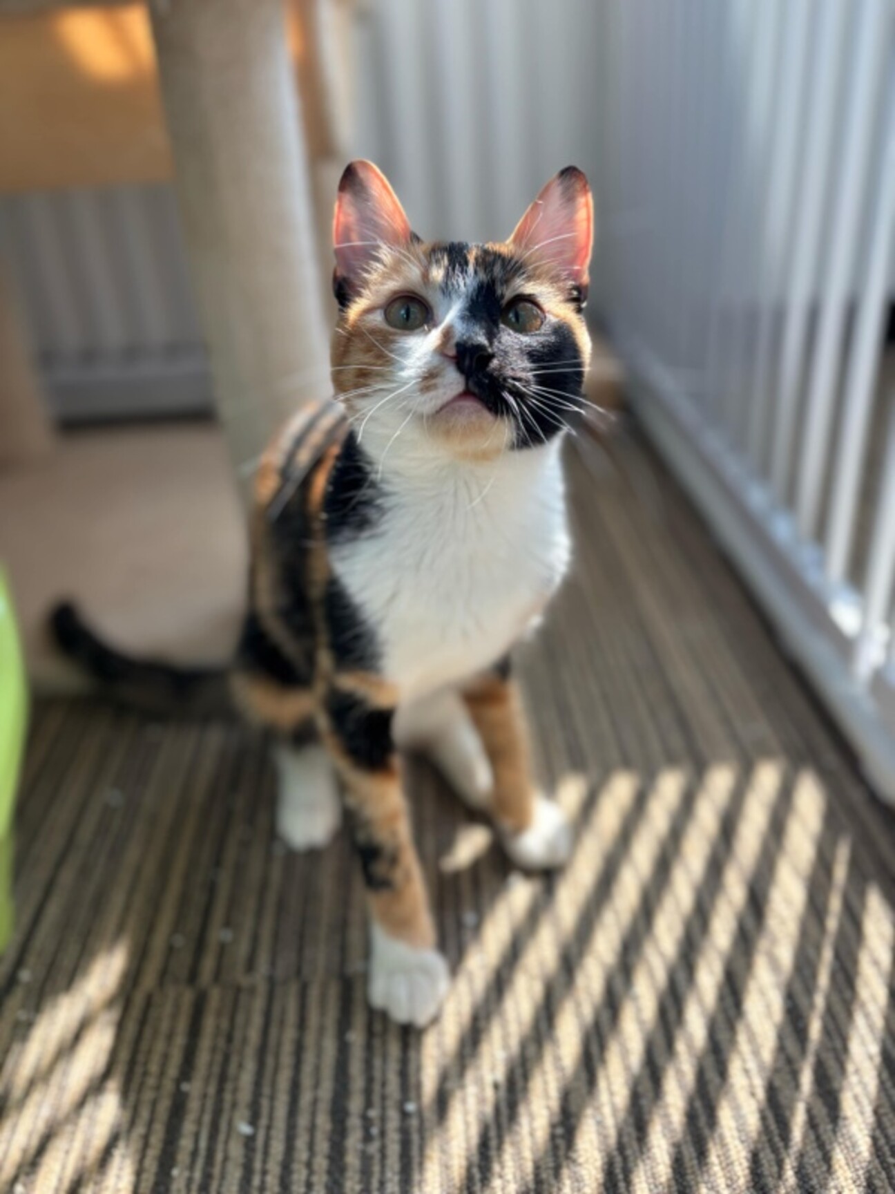 「三毛猫 たまごちゃん 里...」愛知県 - 猫の里親募集(513038) :: ペットのおうち【里親決定29万頭！】