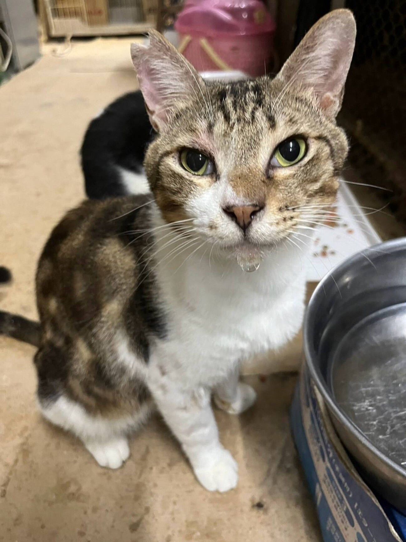 代理投稿】アメショ風柄...」栃木県 - 猫の里親募集(513085) :: ペットのおうち【里親決定28万頭！】