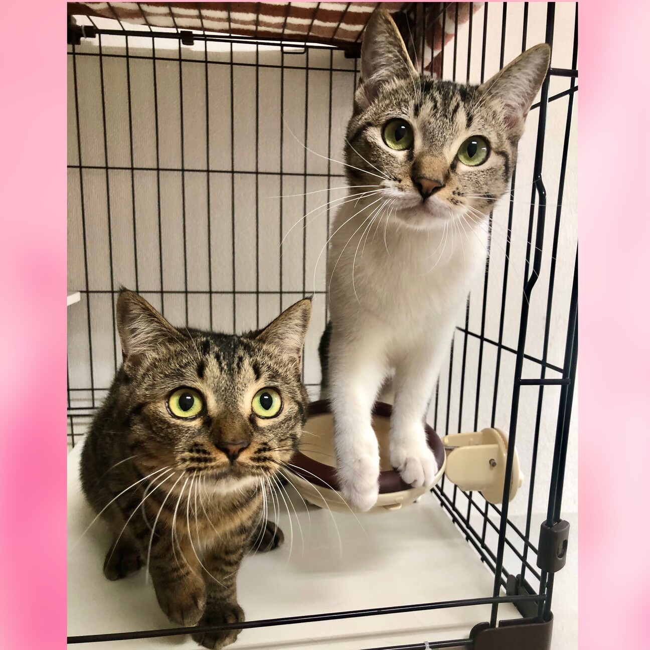 「4/6(日)譲渡会 瞳に...」千葉県 - 猫の里親募集(513060) 5枚目の画像 :: ペットのおうち【里親決定25万頭！】