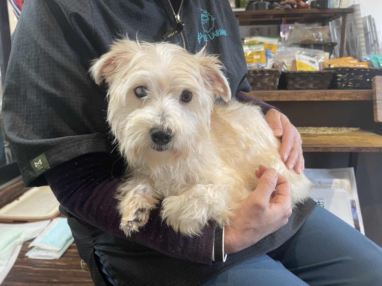 「ミックス犬 ゆいとくん」大阪府 - 犬の里親募集(513136) :: ペットのおうち【里親決定28万頭！】