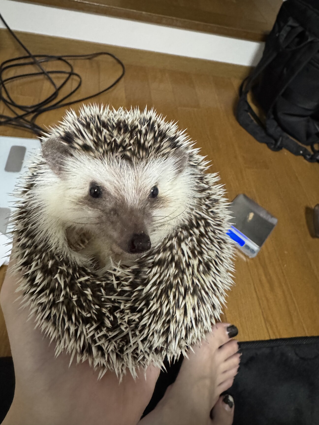 「ハリネズミ 」愛知県 - 小動物の里親募集(513138) :: ペットのおうち【里親決定28万頭！】